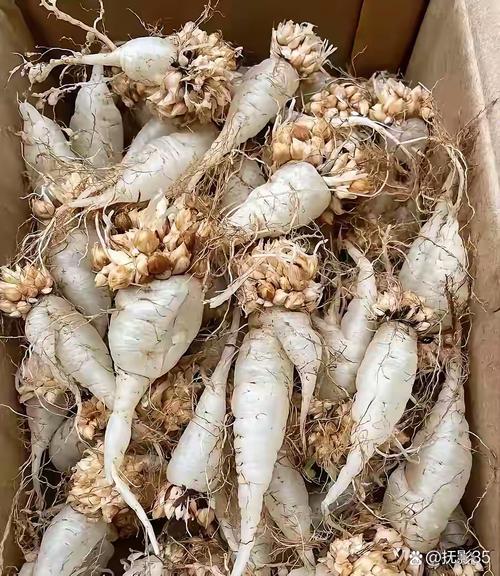 保卫萝卜深海5金萝卜图标