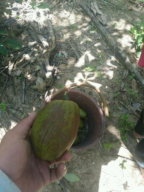 发财树果图标