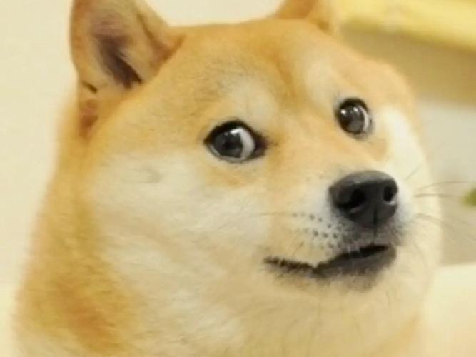 狗头表情的常见类型图标