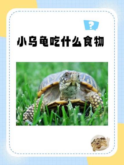 乌龟骂王八顺口溜图标