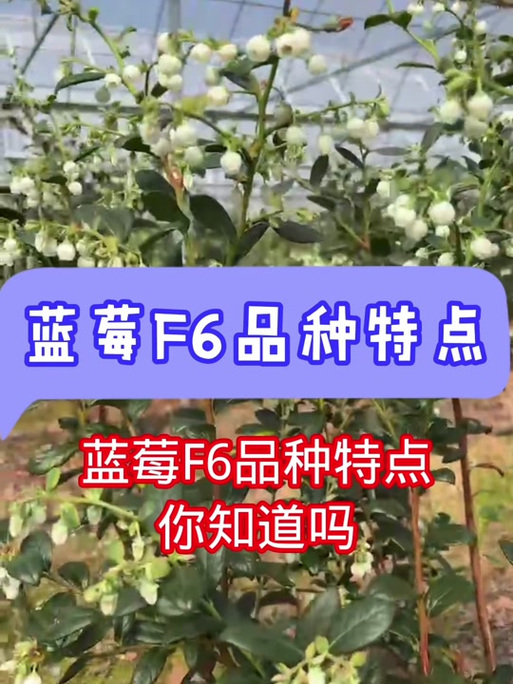 蓝莓什么品种最好吃图标