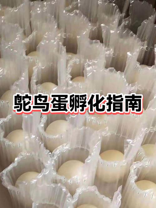 冬天鸟蛋怎么孵化成小鸟图标