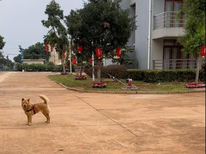 东方红农场图标