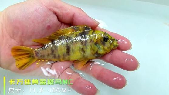 mc黄金斑马截图