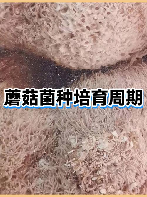 蘑菇菌种多久培育出蘑菇图标