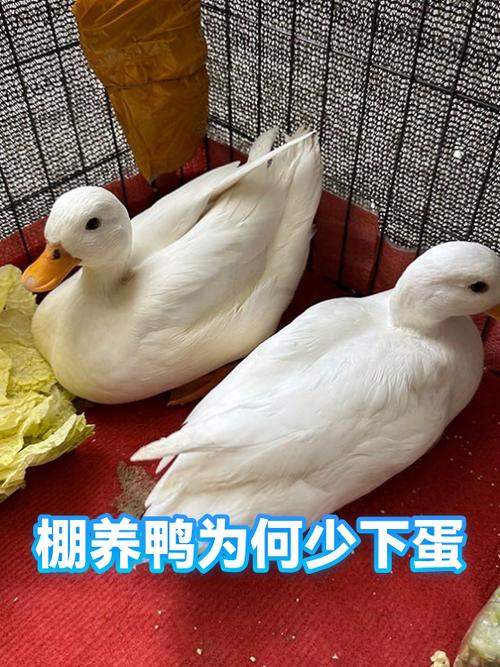 十个养鸭九个亏的原因图标