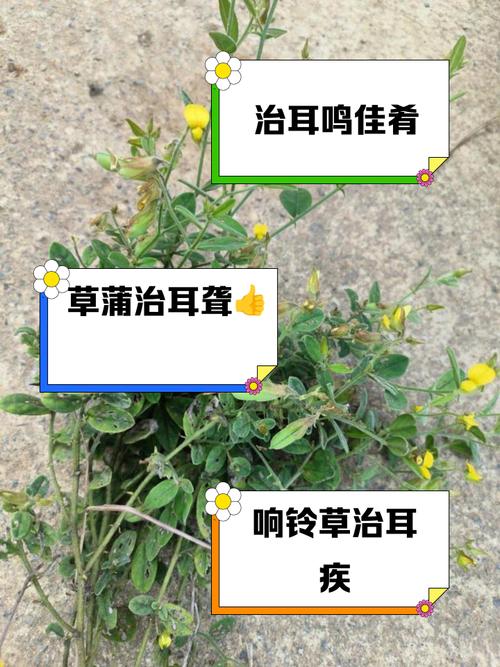响铃草治耳鸣的用法图标