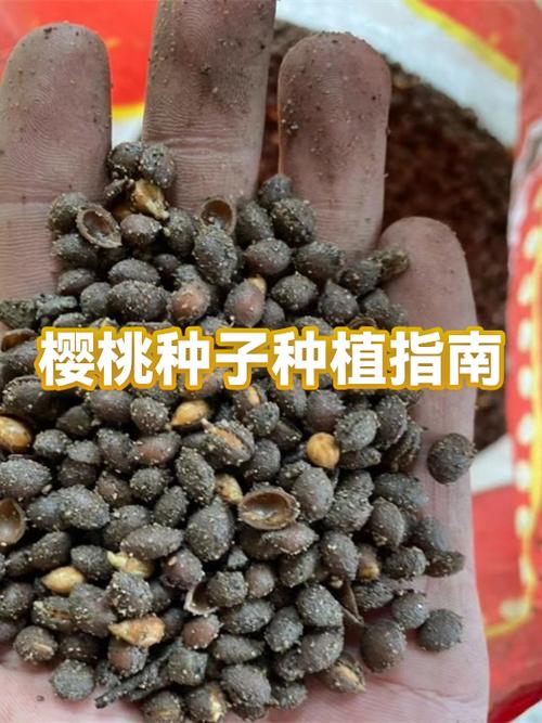 樱桃种子种植方法图标