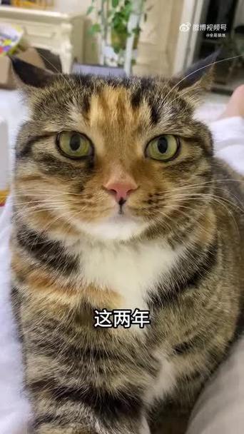养猫后家里越来越穷截图