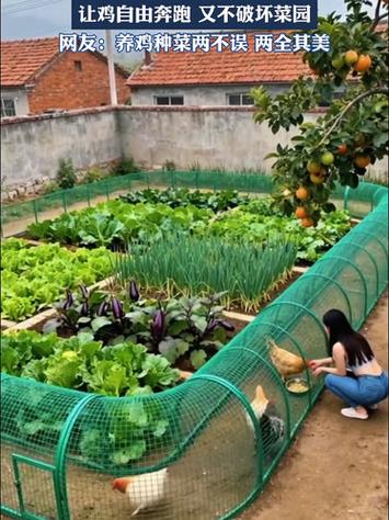 下层养鸡上层种菜图标
