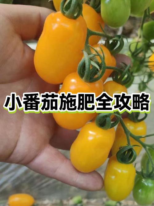 小番茄施什么肥最好图标