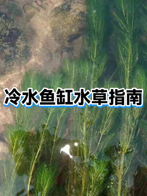 哪种水草最适合新手养图标