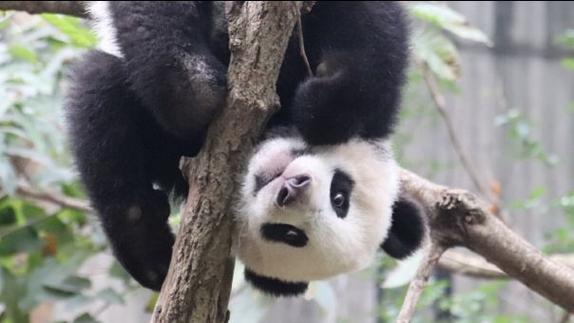 功夫熊猫有挂吗截图