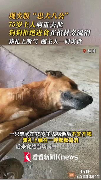狗狗不吃不喝还呕吐是什么原因