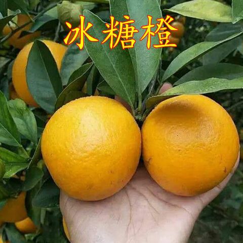 今年永兴冰糖橙价钱图标