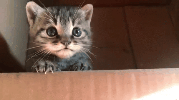 养分红猫图标