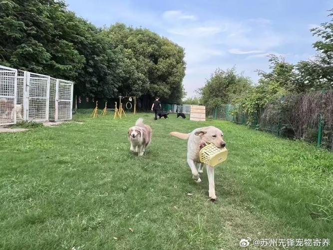 养狗旅行图标