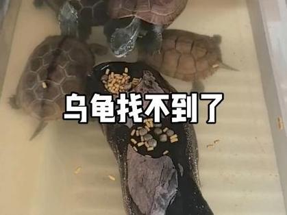 乌龟放出来找不到了怎么办截图