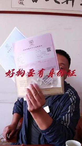 德牧血统证书有几种图标