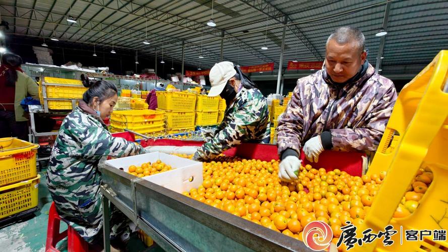 金桔销售渠道有哪些截图