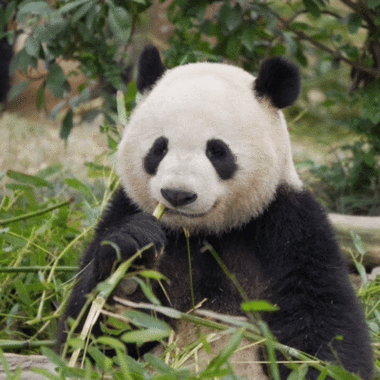 熊猫动态壁纸怎么锁屏截图