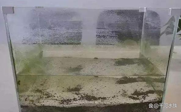 鱼缸里有水锈怎么回事截图