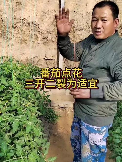 西红柿点花正确方法截图