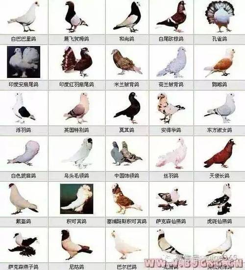 最好的鸽子是哪个品种截图