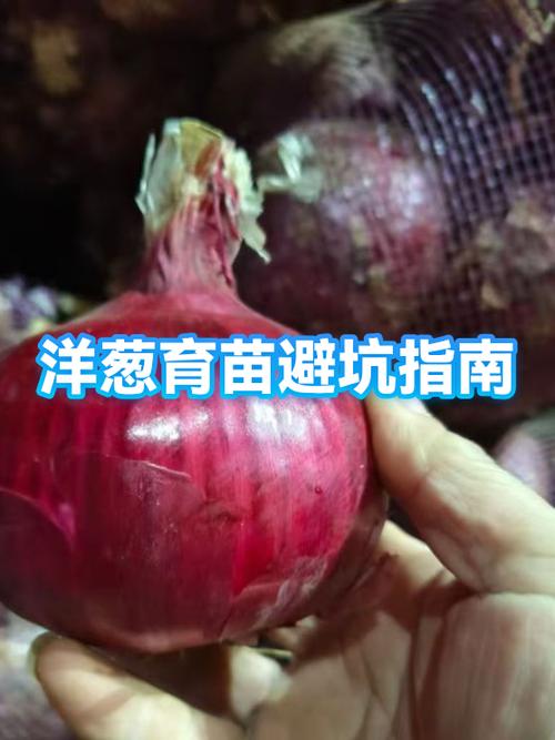 洋葱课的坑骗了多少人图标