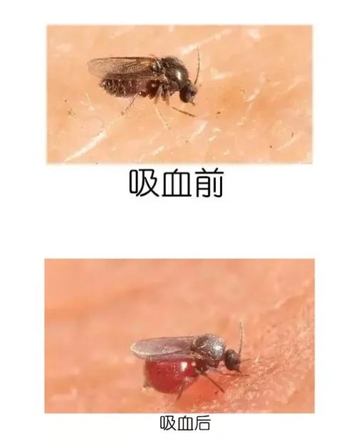 蠓虫对人体的影响图标
