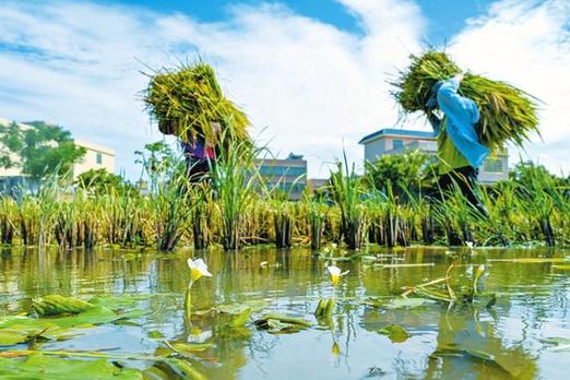 湿地种植什么农作物好图标