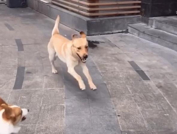 狗狗像疯了一样满屋跑图标