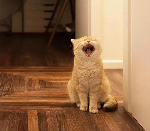 猫咪反常一直叫图标