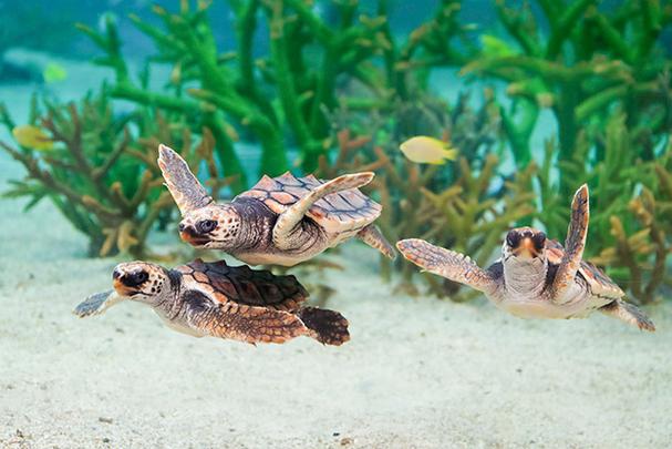 日本水族馆图标