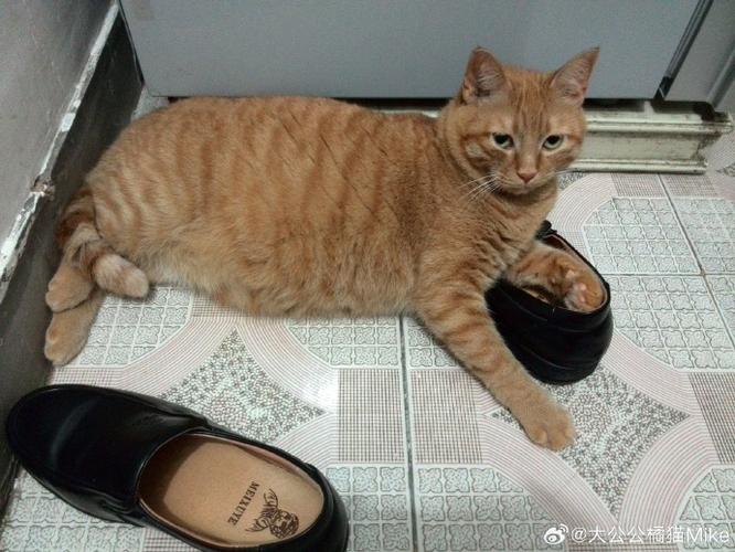 加菲猫跟橘猫的区别图标