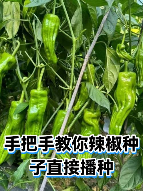 辣椒直接播种方法图标