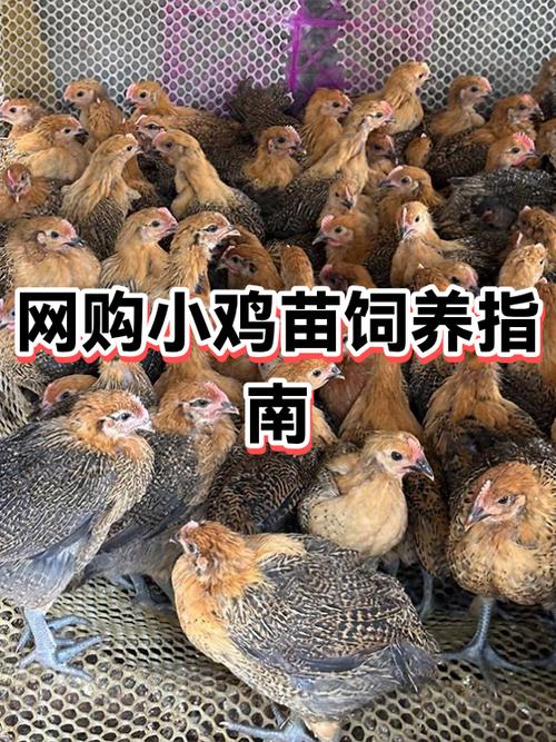 小鸡苗批发多少钱一只图标