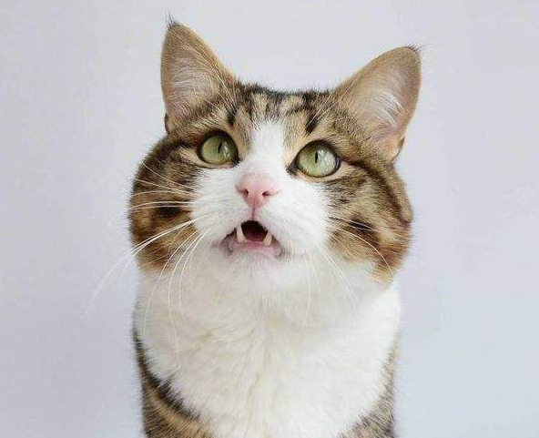 猫在咕咕咕咕的响图标
