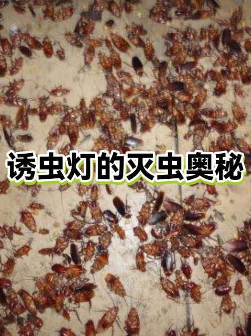 虫子为什么喜欢光图标