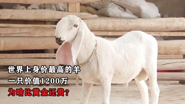 种羊多少钱一只图标