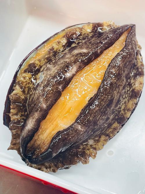 鲍鱼图标