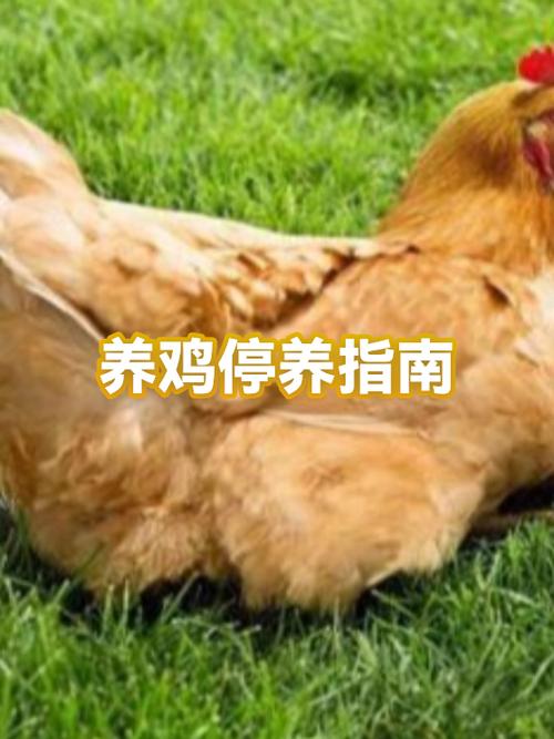 室内养鸡怎么养图标