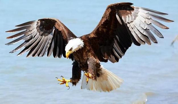 eagle是存在本地的吗图标