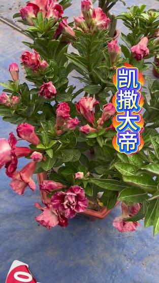 沙漠玫瑰哪个品种好截图