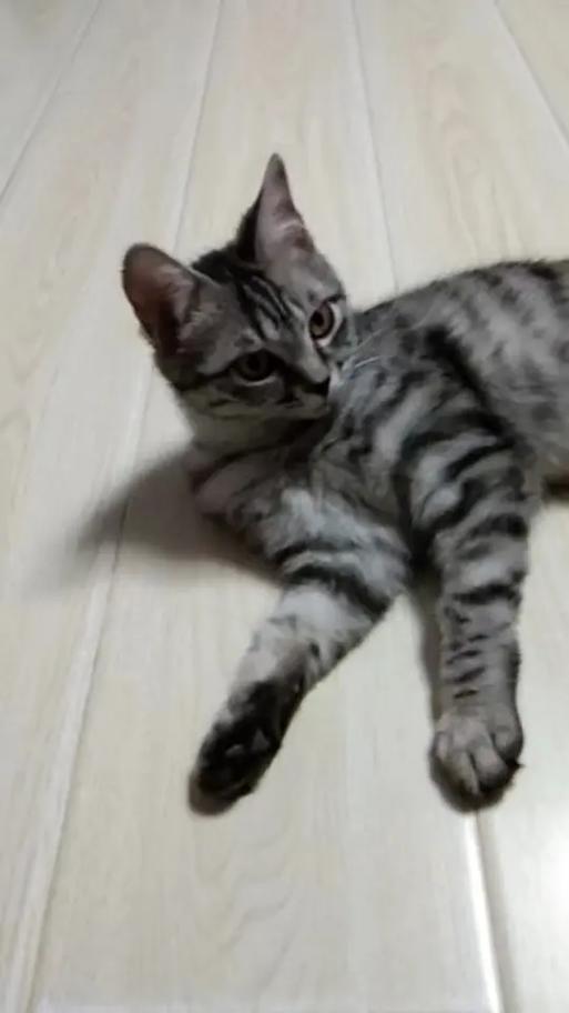 美短和狸花猫图片对比图标