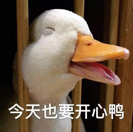 鸭鸭表情包全套截图
