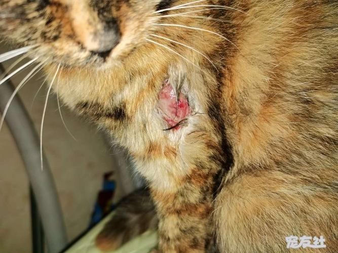 猫咪前腿有一处肉硬硬的截图