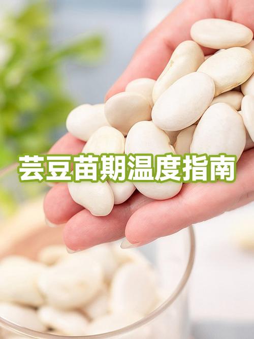 白芸豆的功效与危害图标