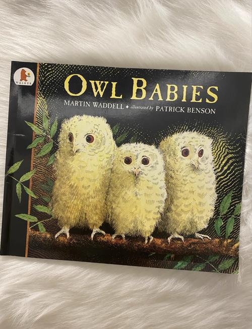 猫头鹰看书ggbook看书图标