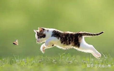 猫还有哪些能力图标